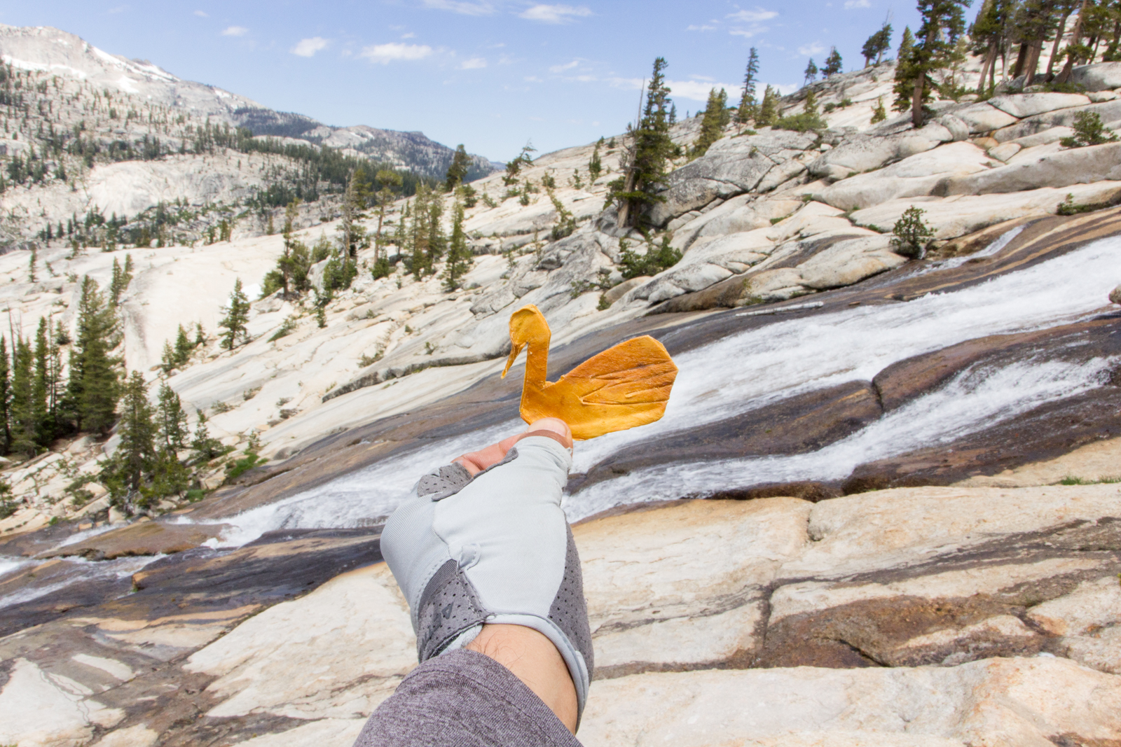 The rare Yosemite Mango Duck | pacorios